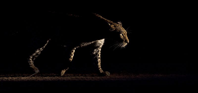 Greg du Toit's Africa - Nature TTL