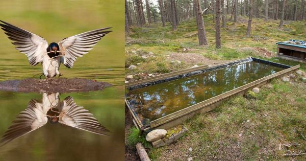 How to Build a Bird Reflection Pool - Nature TTL