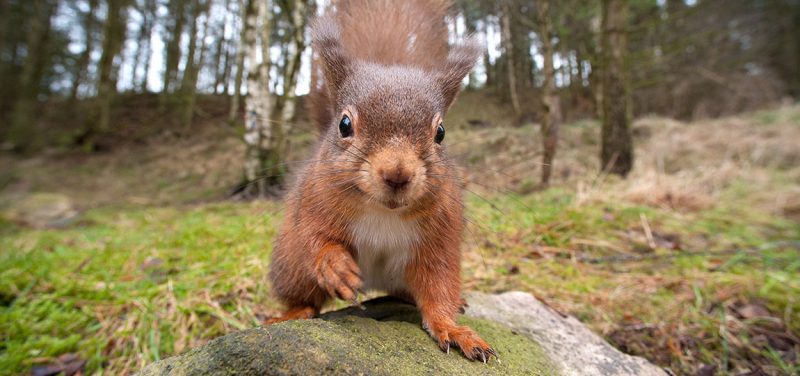 15 Amazing Animal Images - Nature TTL