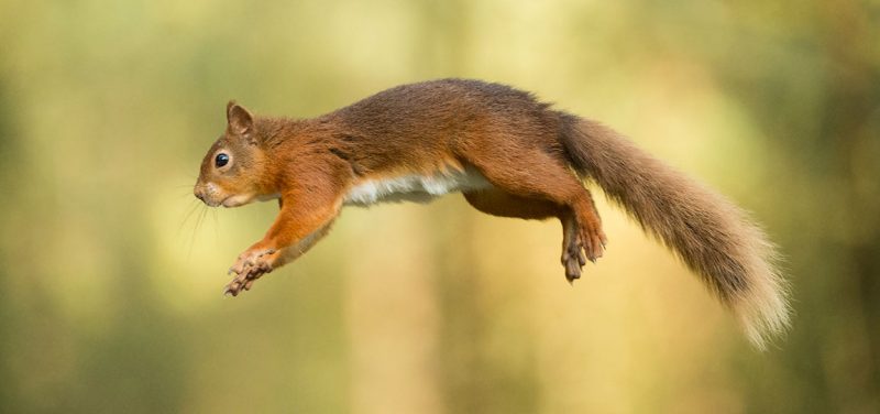 How to Photograph Fast-moving Mammals - Nature TTL
