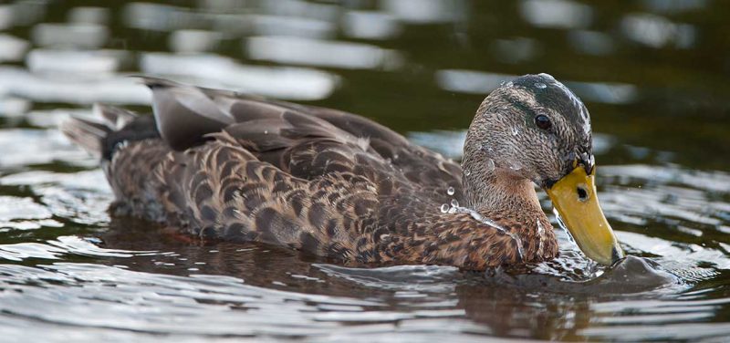 How to Make a "Boring" Bird Interesting - Nature TTL