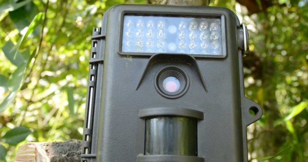 Using Trail Cameras to Find Wildlife - Nature TTL