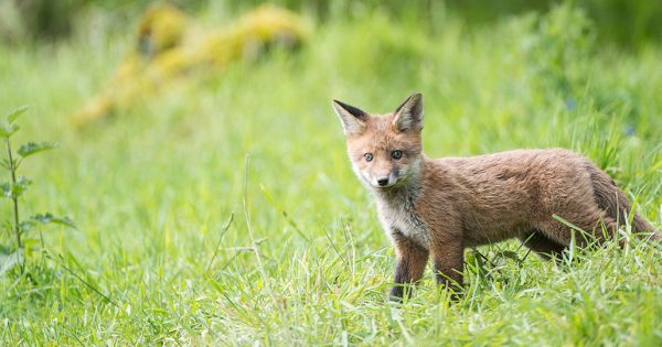 15 Fantastic Fox Photos - Nature TTL