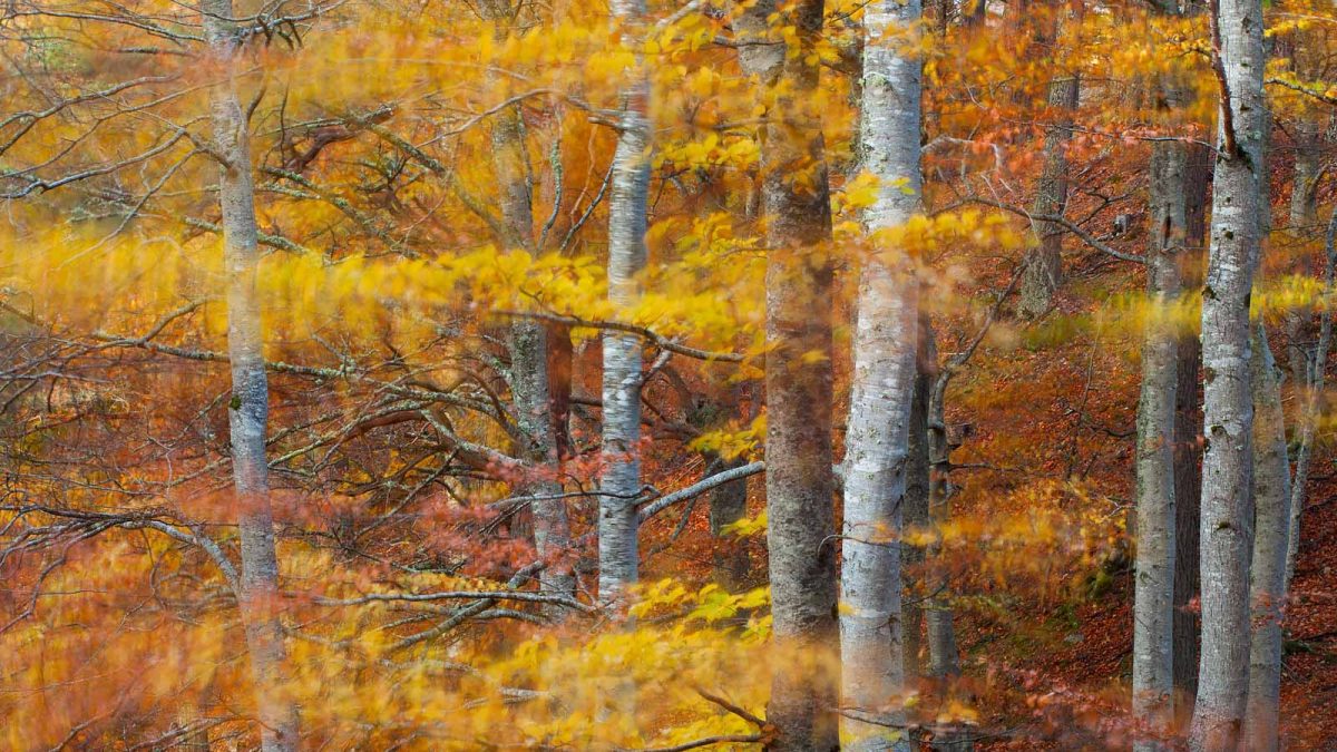 Autumn Trees Photography Beautiful Fall Pictures For Sale Tree
