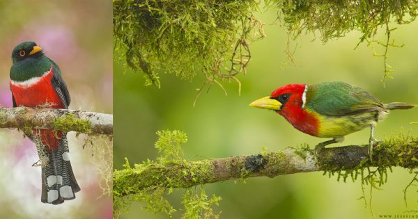 11 Incredible Birds of Ecuador by Jess Findlay - Nature TTL