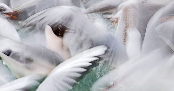 10 Top Tips for Taking Better Bird Photos - Nature TTL