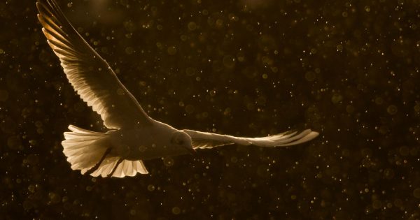 Rising Stars in the World of Wildlife Photography - Nature TTL