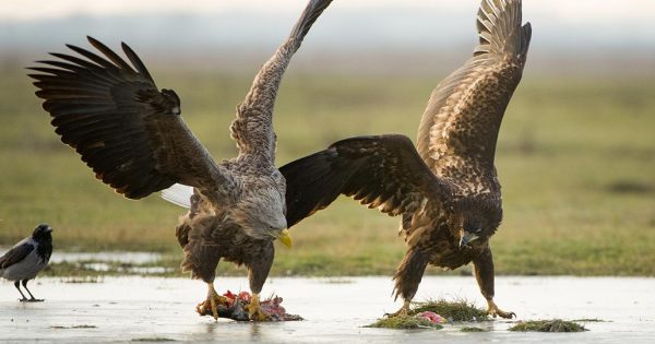 11 Extraordinary Eagle Photos - Nature TTL