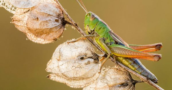 Introduction to Macro Photography: Technique - Nature TTL