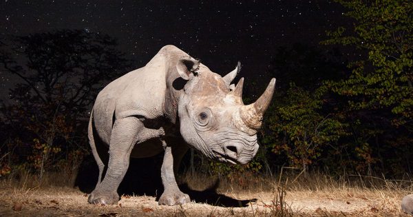 How to Camera Trap Wildlife with a DSLR Camera - Nature TTL