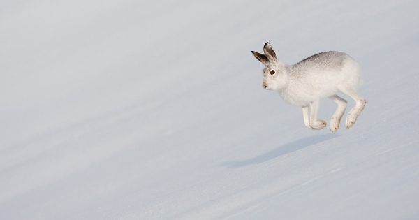 The Art of Minimalist Wildlife Photography - Nature TTL
