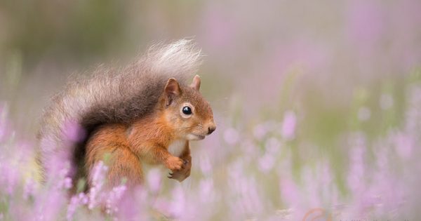 What are Shutter Speed and Aperture? - Nature TTL