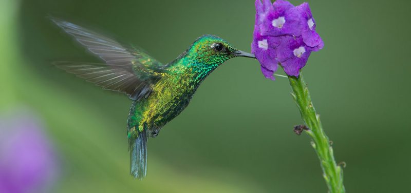 How to Photograph Hummingbirds - Nature TTL