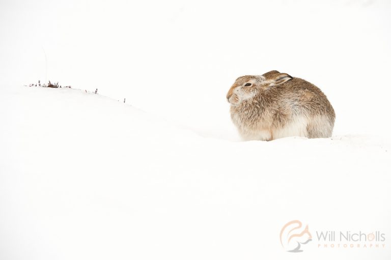 High-key Wildlife: How to Create a White Background - Nature TTL