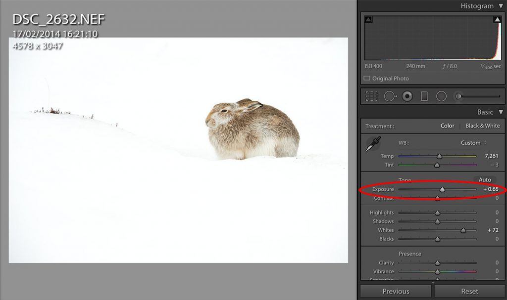 High-key Wildlife: How to Create a White Background - Nature TTL