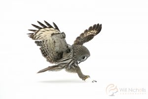 High-key Wildlife: How to Create a White Background - Nature TTL