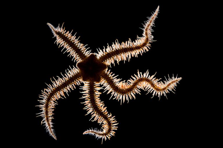A Guide to Rockpool Macro Photography - Nature TTL