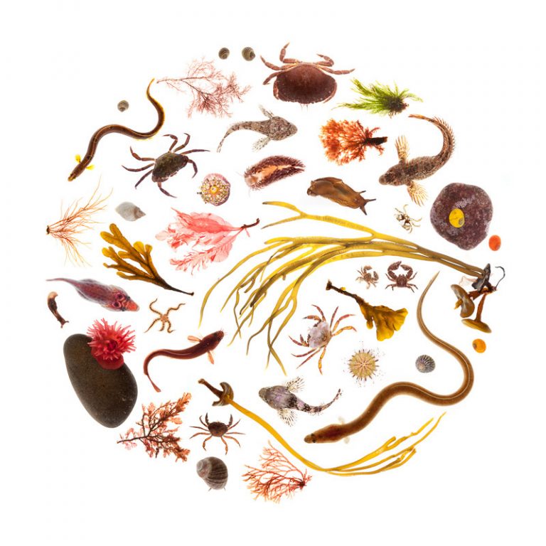 A Guide to Rockpool Macro Photography - Nature TTL
