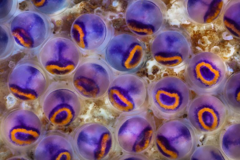 A Guide to Rockpool Macro Photography - Nature TTL