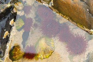 A Guide to Rockpool Macro Photography - Nature TTL
