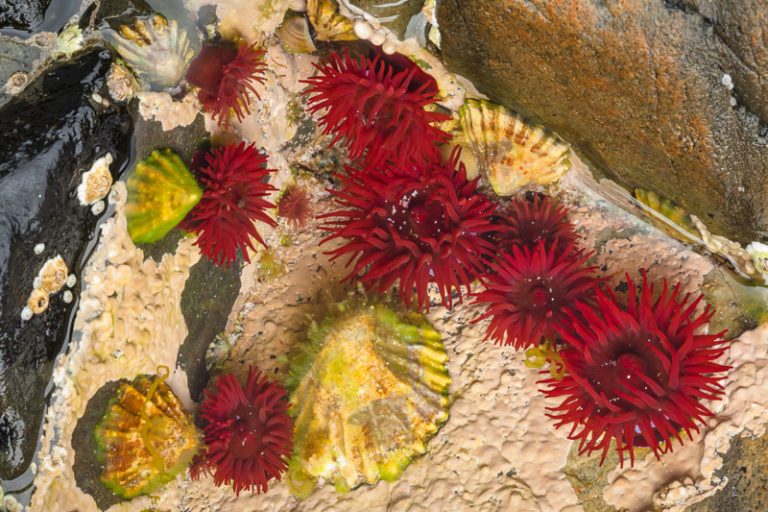 A Guide to Rockpool Macro Photography - Nature TTL