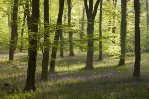 Hyperfocal Distance: Focusing in Landscape Photos - Nature TTL