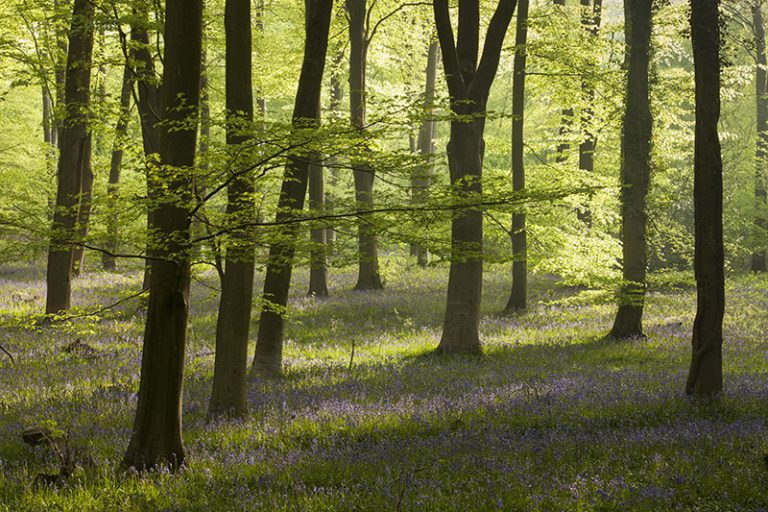 Hyperfocal Distance: Focusing in Landscape Photos - Nature TTL