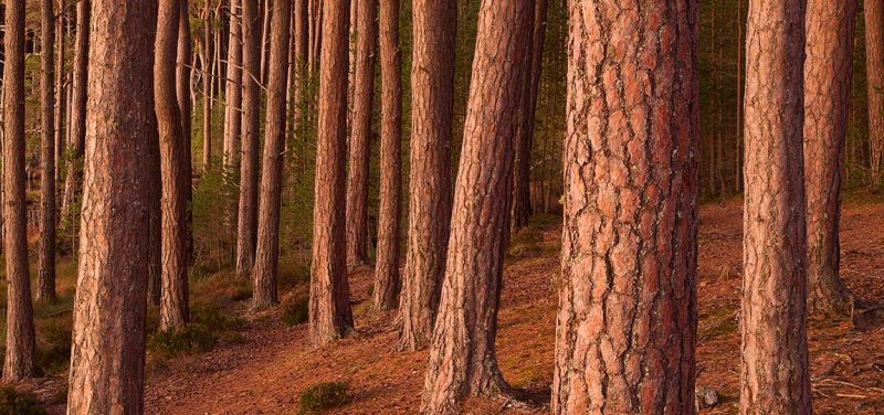 Hyperfocal Distance: Focusing in Landscape Photos - Nature TTL