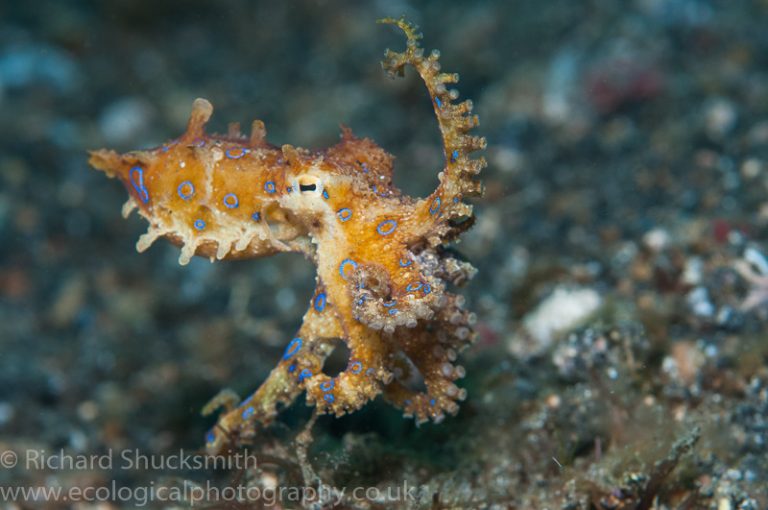 A Guide to Underwater Macro Photography - Nature TTL