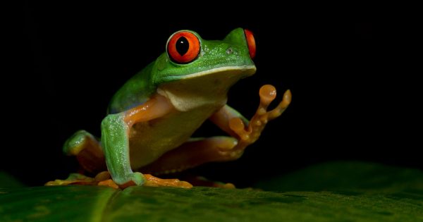 A Guide to Using Flash with Wildlife - Nature TTL