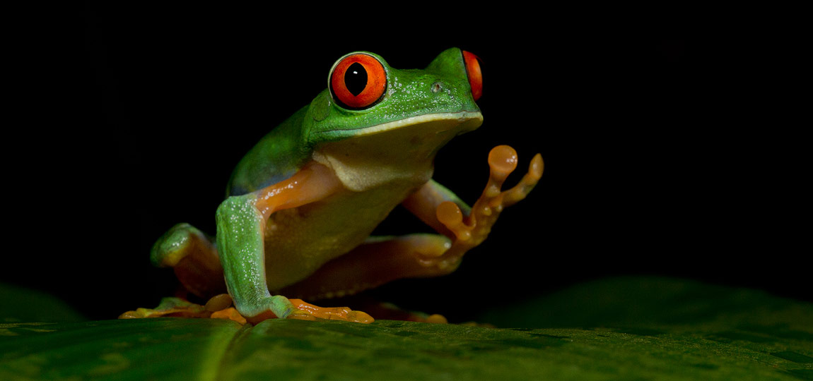 A Guide to Using Flash with Wildlife - Nature TTL