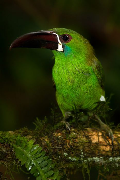 A Guide to Using Flash with Wildlife - Nature TTL