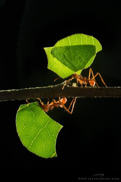 A Guide to Using Flash with Wildlife - Nature TTL