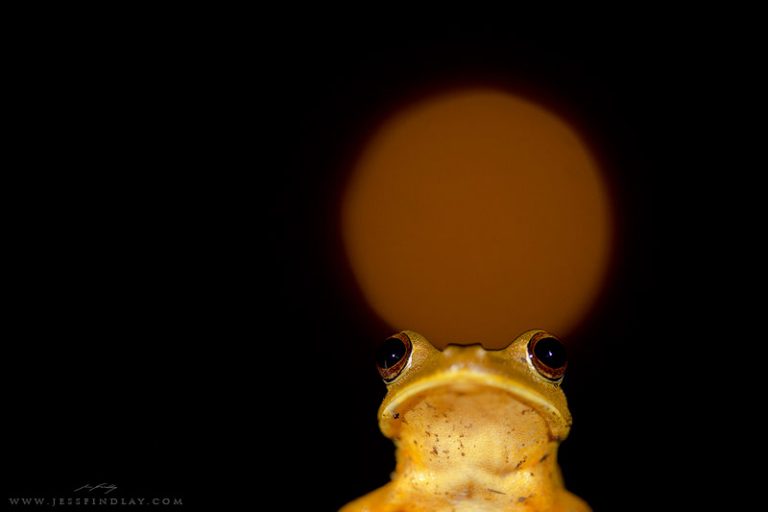 A Guide to Using Flash with Wildlife - Nature TTL