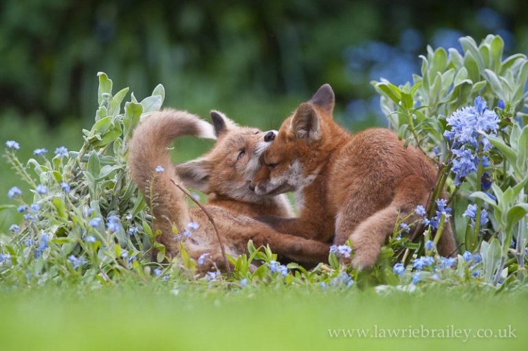 How to Photograph Foxes - Nature TTL
