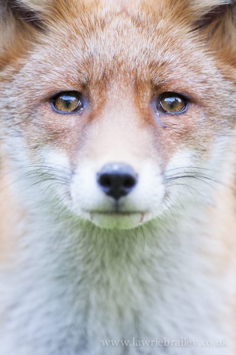 How to Photograph Foxes - Nature TTL