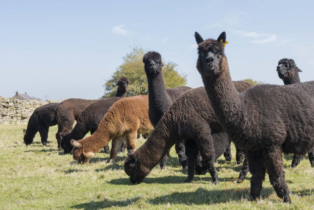 4 Skills You Can Develop by Photographing Livestock - Nature TTL