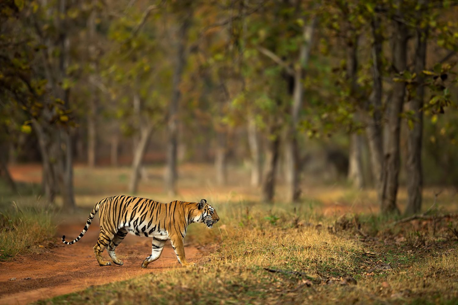 Eye of the Tiger: An Interview with Sudhir Shivaram - Nature TTL