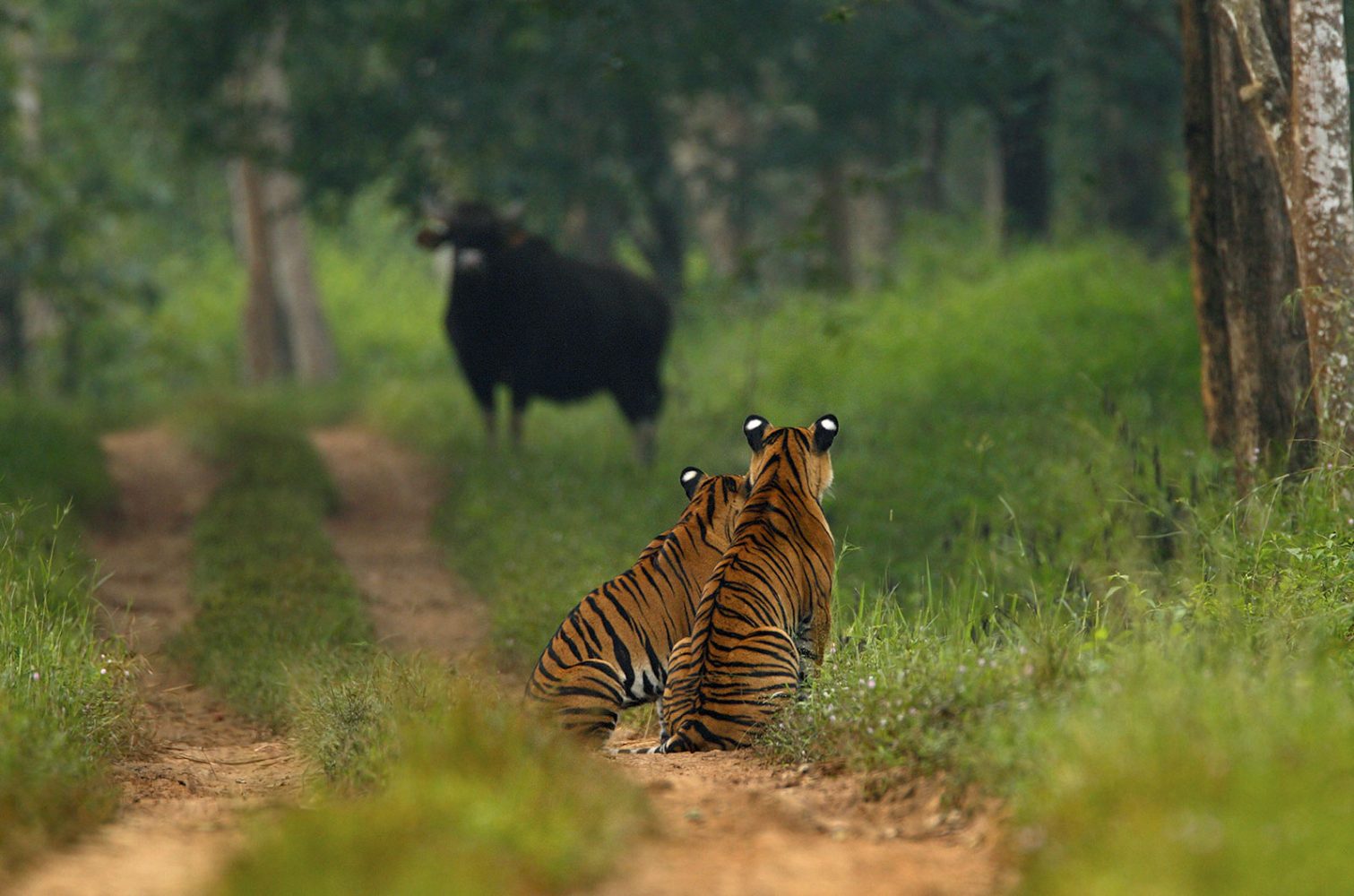 Eye of the Tiger: An Interview with Sudhir Shivaram - Nature TTL