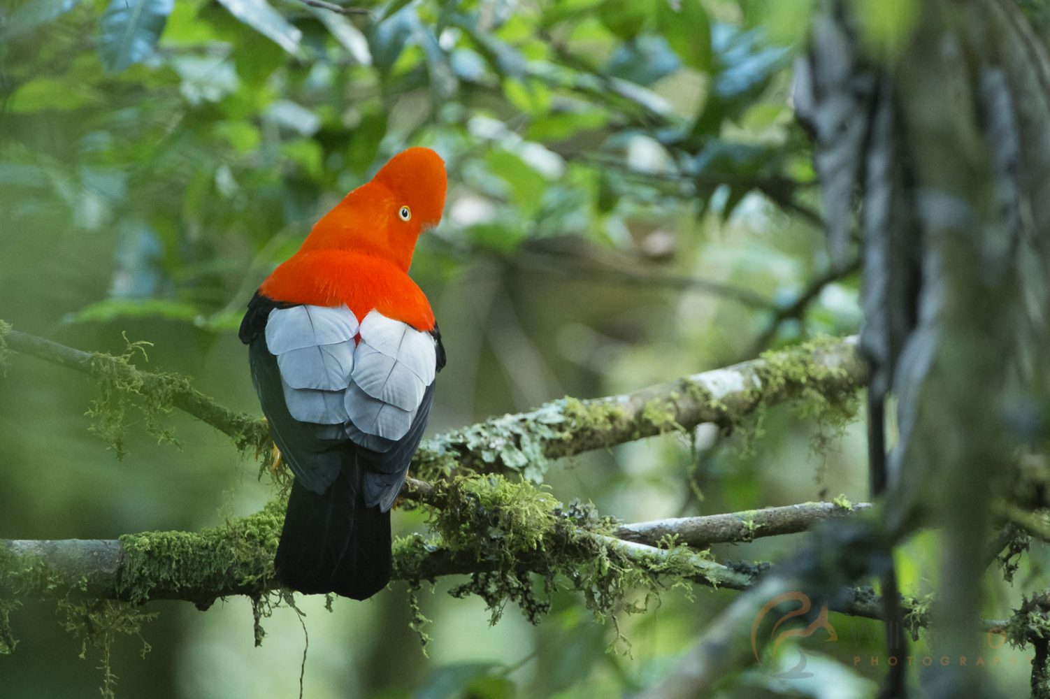 7 Advanced Techniques to Improve Your Wildlife Photos - Nature TTL