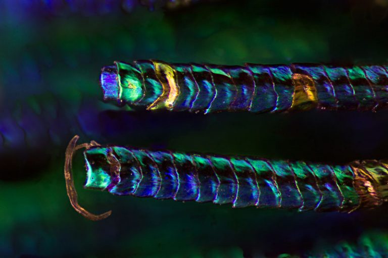 Amazing Photos Show Intricate Details of Peacock Feathers - Nature TTL