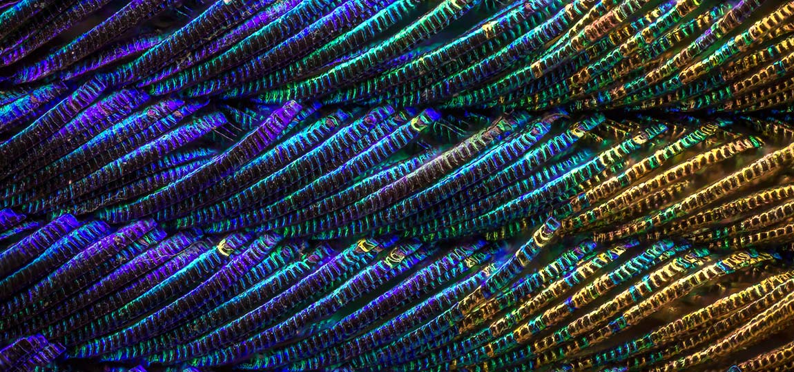 Magnified Feather 884 Bird Feathers Magnified Royalty Free Images,