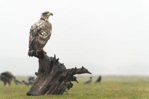 Correct Vignetting & Distortion with Lens Profiles - Nature TTL