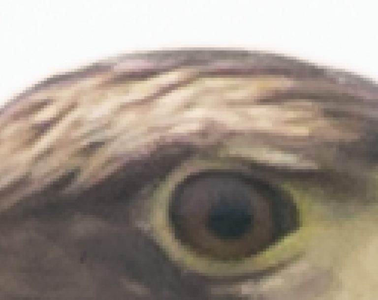 Correct Vignetting & Distortion with Lens Profiles - Nature TTL