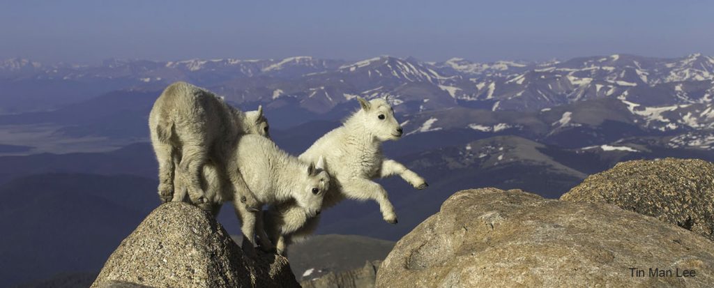 12 Ways to Evoke Emotion in Your Wildlife Photos - Nature TTL