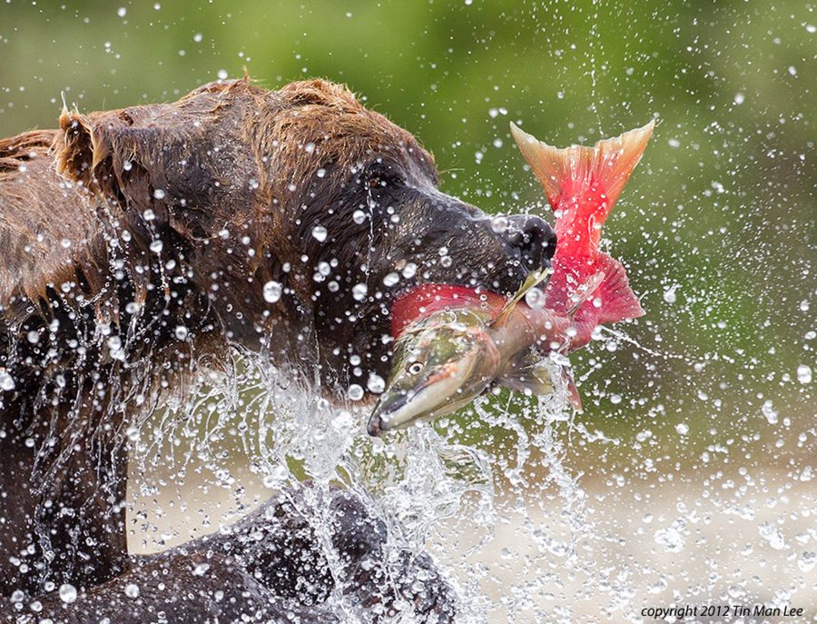 12 Ways to Evoke Emotion in Your Wildlife Photos - Nature TTL