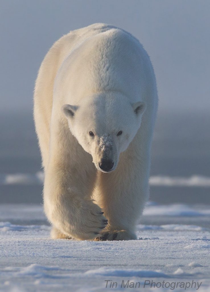 12 Ways to Evoke Emotion in Your Wildlife Photos - Nature TTL