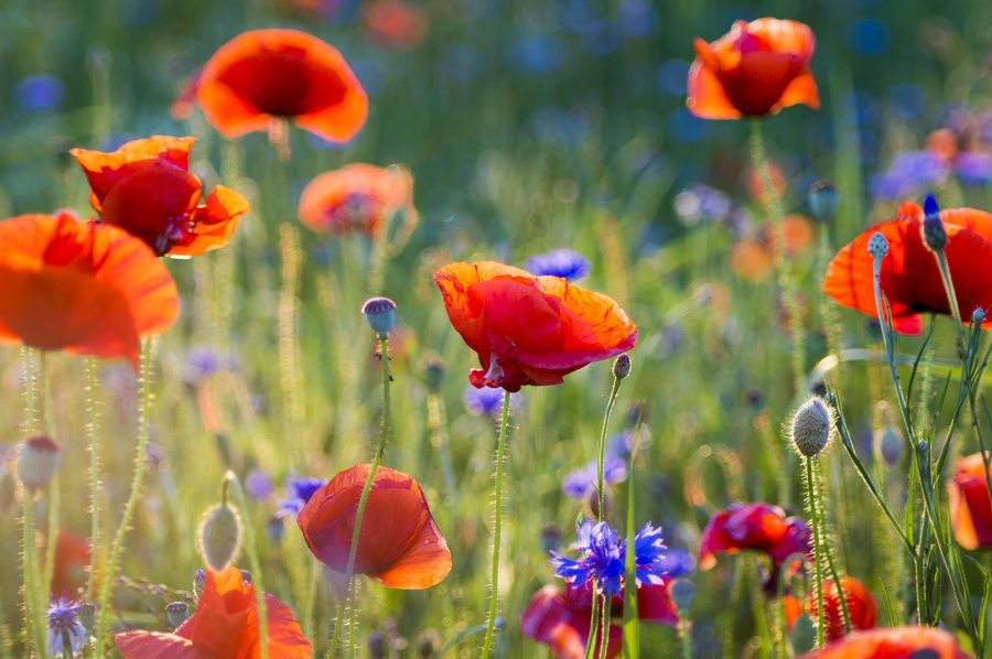 5 Ideas for Wildlife Photography in Summer - Nature TTL
