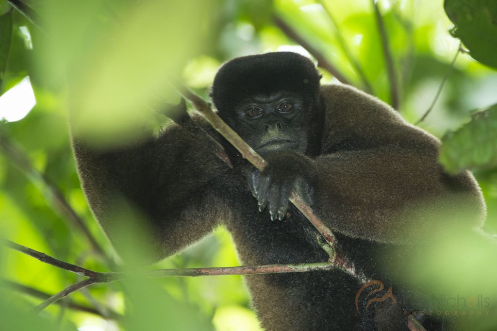 How to Photograph Nervous and Sensitive Animals - Nature TTL