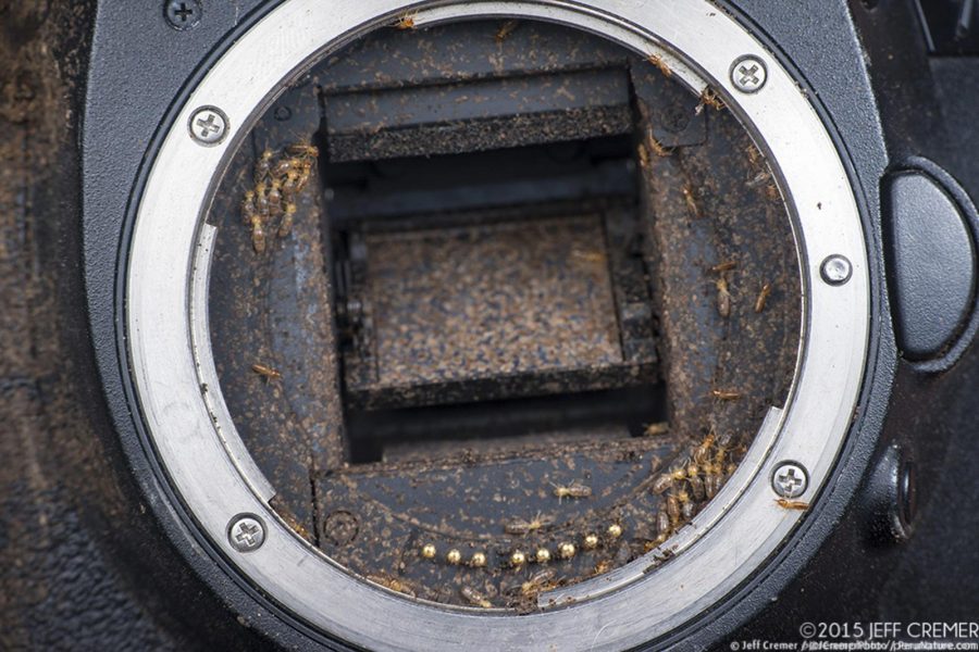 The Challenges of Camera Trapping in the Amazon - Nature TTL